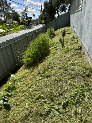 CHAVEZ TREE SERVICE - Updated May 2025 - 99 Photos & 24 Reviews ...