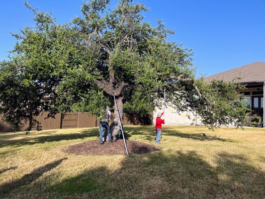 AUSTIN ARBOR CARE near Hill Country, Texas - 20 Photos - Tree Services ...