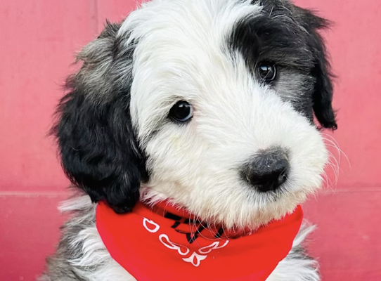 PUPPY PAWS COLORADO - Updated June 2025 - 40 Photos - Fort Lupton ...
