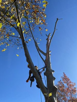JP TREE SERVICE - Updated November 2025 - Placerville, California - Tree Services - Phone Number ...