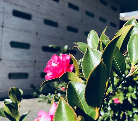 SANTA ROSA MEMORIAL PARK - Updated December 2025 - 77 Photos & 18 ...