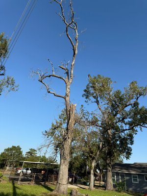 ALL AROUND ARBOR CARE - Updated May 2026 - 205 Photos & 30 Reviews ...
