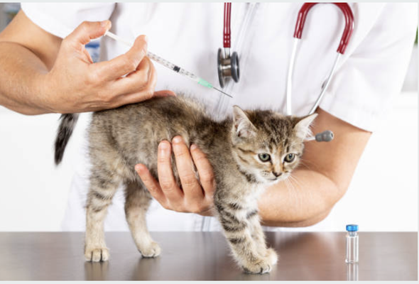 Valley Oak Vet Clinic - Updated May 2026 - 41 Photos & 64 Reviews ...