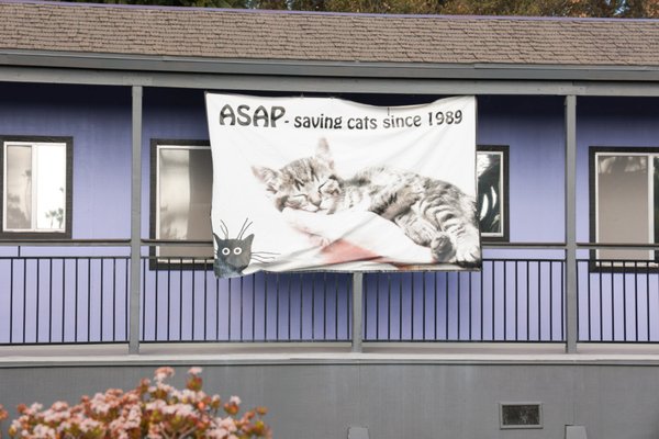 ASAP ANIMAL SHELTER ASSISTANCE PROGRAM - Updated July 2025 - 37 Photos ...