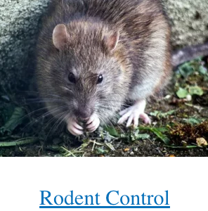 IKILL PEST CONTROL - Updated December 2025 - 102 Photos & 222 Reviews ...