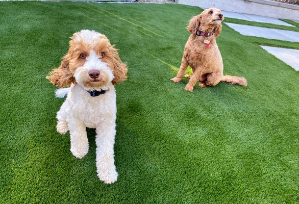 SIERRA TURF AND GREENS - Updated May 2025 - 33 Photos - Rescue ...