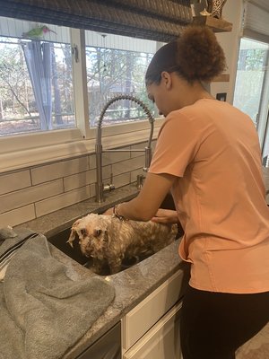 GRAHAM’S ELITE GROOMING - Updated June 2024 - 31 Photos - Aberdeen ...