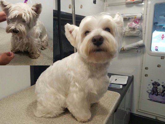 ALPHA GROOMING PET SALON - Updated January 2026 - 852 Photos & 1071 ...