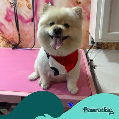 PAWRADISE MOBILE GROOMING - Updated June 2026 - 346 Photos & 154 ...