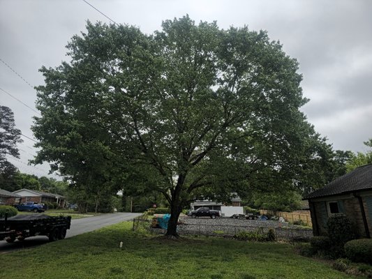 DEEP ROOTS TREE SERVICE - Updated November 2024 - Lake Wylie, South ...