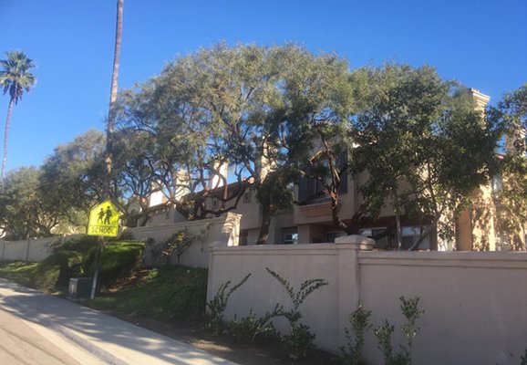 ALL ACCESS TREE CARE - Updated December 2025 - 185 Photos & 315 Reviews ...