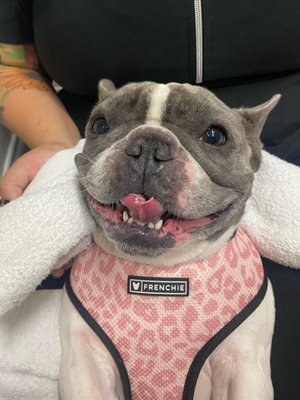 GREEN DOG DENTAL & VETERINARY CENTER - Updated January 2026 - 199 ...