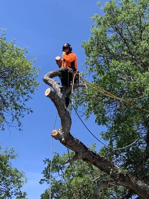 TRINITY TREE SERVICE - Updated December 2025 - 39 Photos & 20 Reviews ...