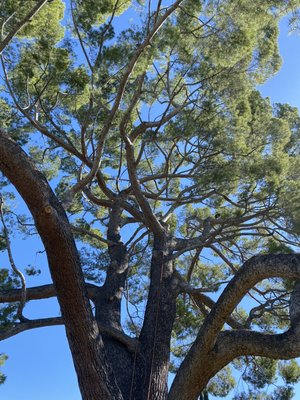 CALIFORNIA TREE DESIGN - 213 Photos & 133 Reviews - Pasadena, CA - Yelp