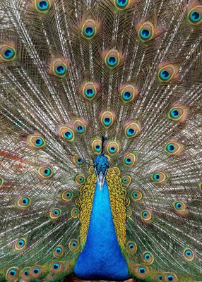 GOOD MOOD RANCH - Updated August 2025 - 103 Photos & 18 Reviews - 306 ...