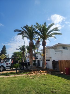 CUT RITE TREE SERVICE - Updated May 2024 - 277 Photos & 45 Reviews - Yelp