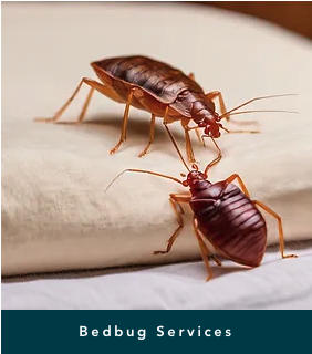 DIAMOND PEST CONTROL - Updated October 2025 - 15 Photos - Modesto ...