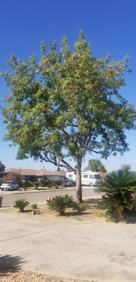 TRINITY TREE SERVICE - Updated December 2025 - 39 Photos & 20 Reviews ...