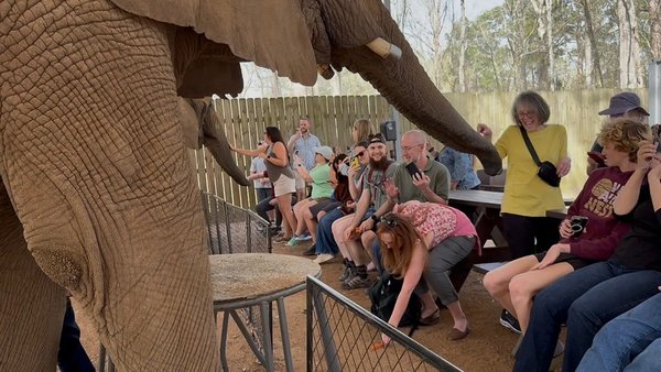 EAST TEXAS ELEPHANT EXPERIENCE - Updated December 2025 - 50 Photos & 15 ...