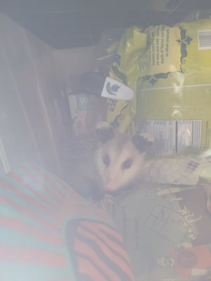 ASAP RODENT SOLUTIONS - Updated October 2025 - 154 Photos & 149 Reviews ...