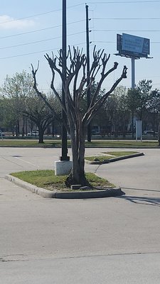 CHAVEZ TREES - Updated December 2025 - 152 Photos & 41 Reviews - 1076 ...