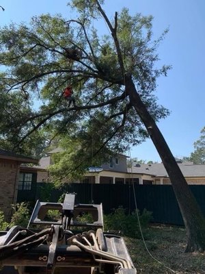 ESSENTIAL TREE SERVICE - Updated December 2025 - 87 Photos & 18 Reviews - Largo, Florida - Tree ...