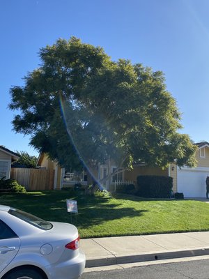PENA TREE SERVICE - Updated December 2025 - 186 Photos & 286 Reviews ...