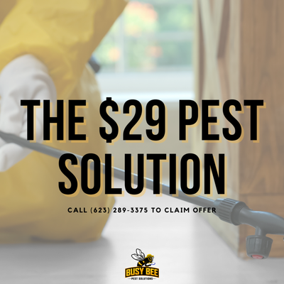 BUSY BEE PEST SOLUTIONS - Updated October 2025 - 49 Photos & 16 Reviews ...