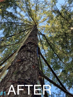 WASHINGTON TREE SERVICES - Updated December 2025 - 45 Photos - 19522 ...