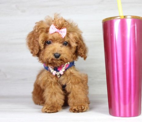 PUPPY HEAVEN - TEACUP & TOY PUPPIES FOR SALE - Updated November 2024 ...