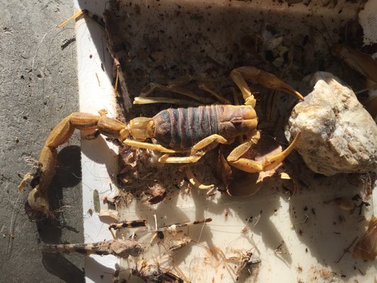 PEST PROS LAS VEGAS - Updated March 2026 - 165 Photos & 219 Reviews ...