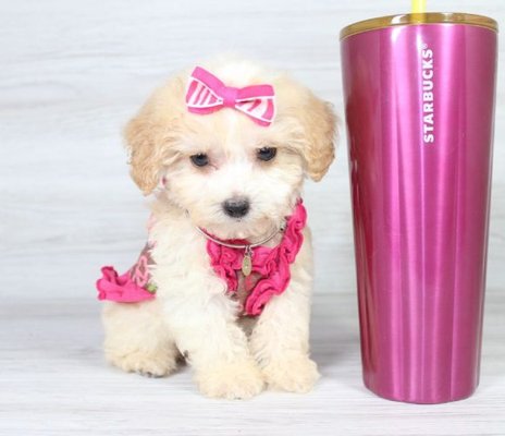 PUPPY HEAVEN - TEACUP & TOY PUPPIES FOR SALE - Updated November 2024 ...