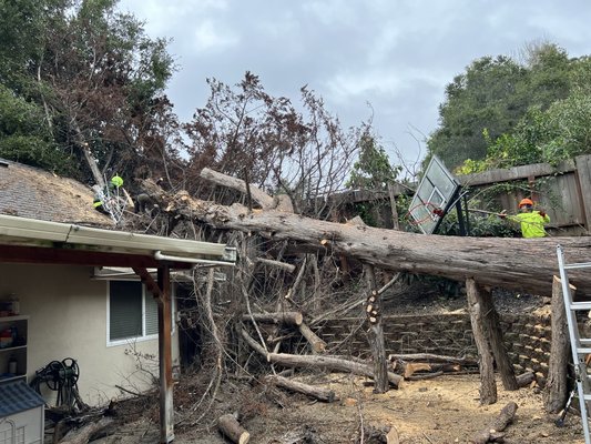 JMV TREE SERVICE - Updated December 2025 - 349 Photos & 459 Reviews ...