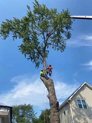 BAY AREA TREE PRO - Updated May 2026 - 156 Photos & 126 Reviews ...