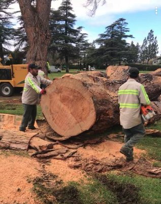 RANCHO TREE CARE - Updated December 2025 - 183 Photos & 264 Reviews ...
