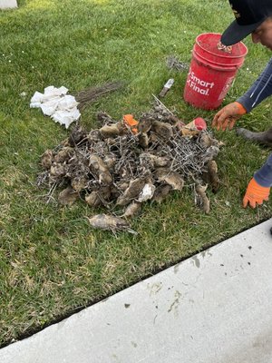 HECTORS GOPHER CONTROL - Updated November 2025 - 244 Photos & 59 ...