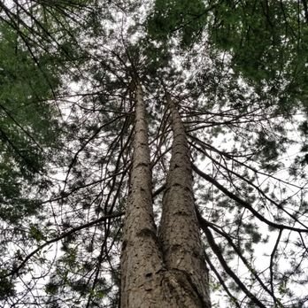 LEGACY TREE SERVICE - Updated July 2025 - 114 Photos & 20 Reviews ...