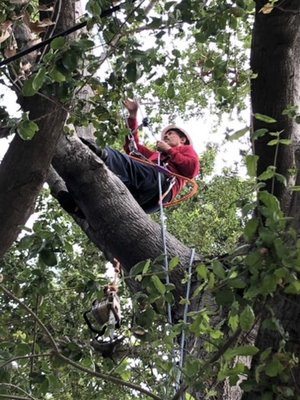 CASTILLO TREE SERVICE - Updated December 2025 - 163 Photos & 82 Reviews ...