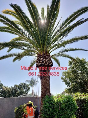 MARIO’S TREE SERVICES - Updated December 2025 - 78 Photos & 25 Reviews ...