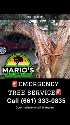 MARIO’S TREE SERVICES - Updated May 2026 - 78 Photos & 25 Reviews ...