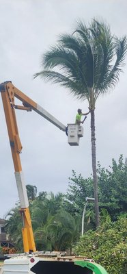 SHAKA TREE CARE - Updated December 2025 - 65 Photos - Mountain View ...