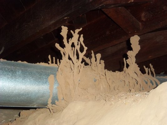 PACIFIC COAST TERMITE - 25 Photos & 198 Reviews - 1211 N Batavia St ...