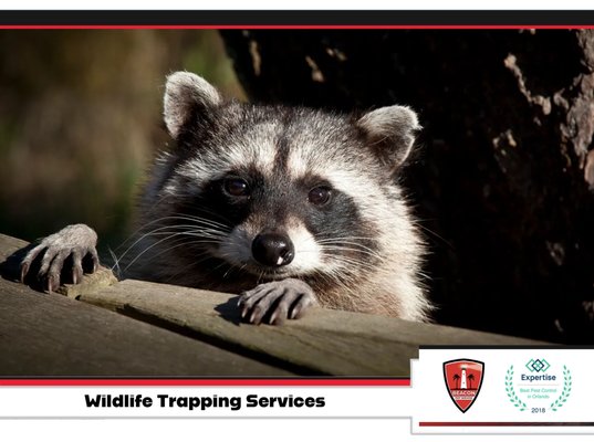 BEACON PEST SERVICES - Updated February 2026 - 18 Photos & 43 Reviews - 333 S Garland Ave ...