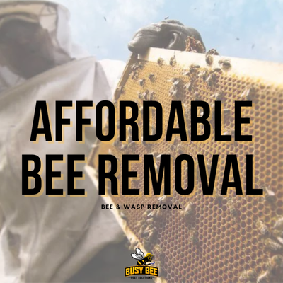 BUSY BEE PEST SOLUTIONS - Updated October 2025 - 49 Photos & 16 Reviews ...