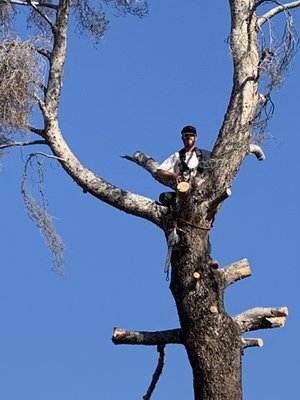 TREE MONKEY TREE TRIMMING - Updated December 2025 - 109 Photos & 70 ...