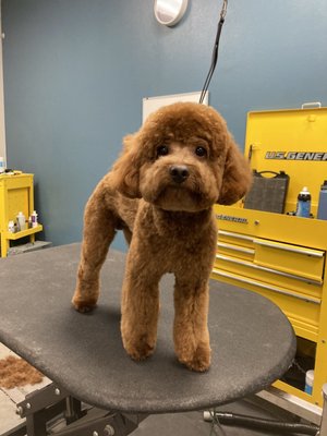 THE GOOD DOG MOBILE GROOMING - Updated October 2025 - 25 Photos & 19 ...