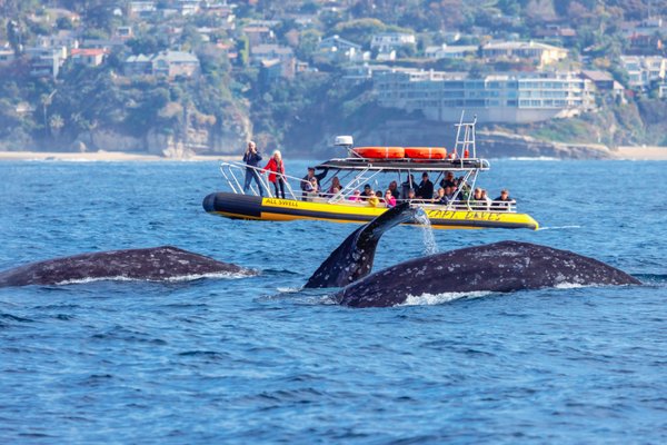 CAPT DAVE’S DANA POINT DOLPHIN & WHALE WATCHING SAFARI - Updated May ...