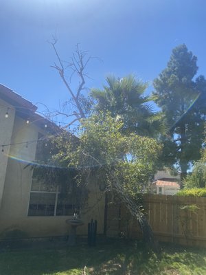 SANTOS PENA TREE CARE AND SERVICES - Updated December 2025 - 134 Photos ...