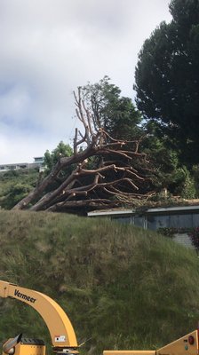 SELECT TREE SERVICE - Updated January 2026 - 205 Photos & 204 Reviews ...