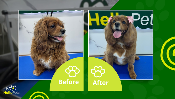 HELLO PETS GROOMERS - Updated September 2025 - 36 Photos & 17 Reviews ...